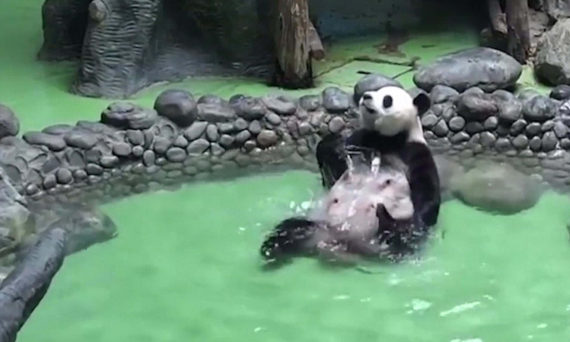 Can Pandas Swim? - Panda Things