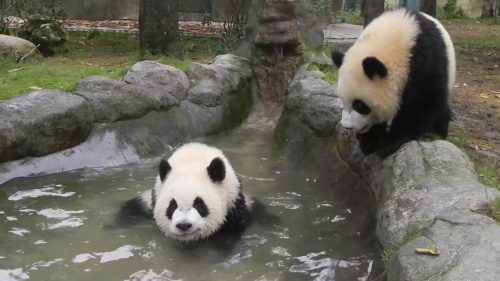 Can Pandas Swim? - Panda Things